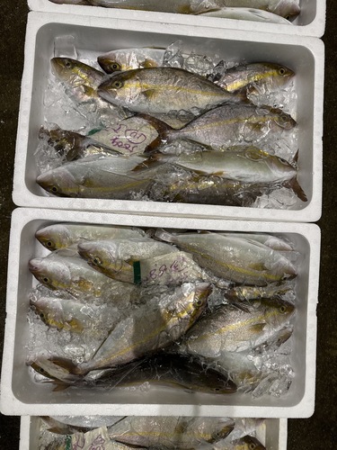 カンパチ1kg〜1.5kg約10kg(定置)【業務用の鮮魚仕入れならウーオ】