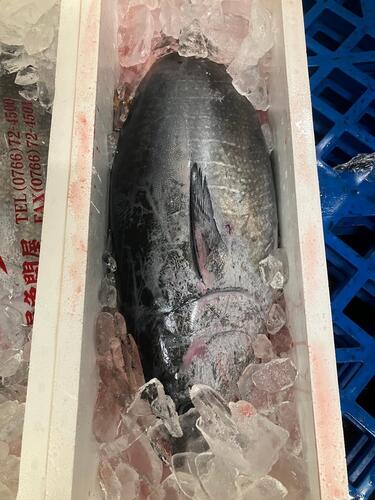 ヨコワ7/8k1入約7kg(定置)【業務用の鮮魚仕入れならウーオ】