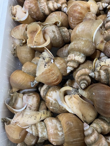 白バイ100g前後約5kg(カゴ)【業務用の鮮魚仕入れならウーオ】