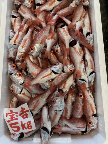 ノドグロ(アカムツ)約5kg(底曳)【業務用の鮮魚仕入れならウーオ】