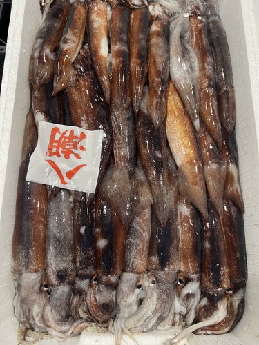 スルメイカ | UUUO(ウーオ)