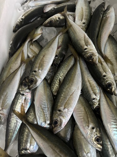 マアジ40〜60g 2kg×3合約6kg(定置)【業務用の鮮魚仕入れならウーオ】