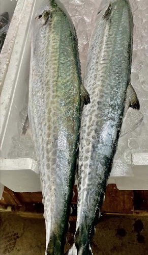 サワラ約6/7k2入約6kg(定置)【業務用の鮮魚仕入れならウーオ】