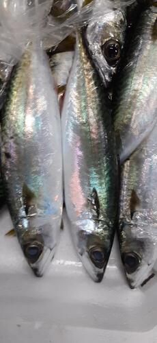 マサバ100g前後約7kg(定置)【業務用の鮮魚仕入れならウーオ】