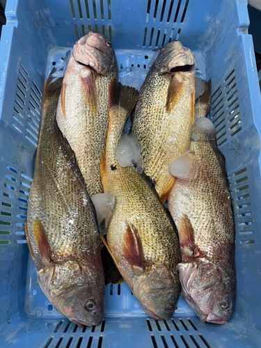 コイチ5〜6入 5入約7.5kg(沿岸)【業務用の鮮魚仕入れならウーオ】