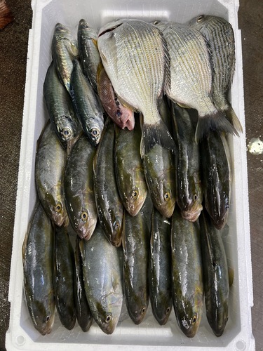 鮮魚BOX約5.9kg(定置)【業務用の鮮魚仕入れならウーオ】