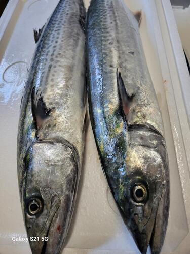 サワラ小2入約2.3kg【業務用の鮮魚仕入れならウーオ】