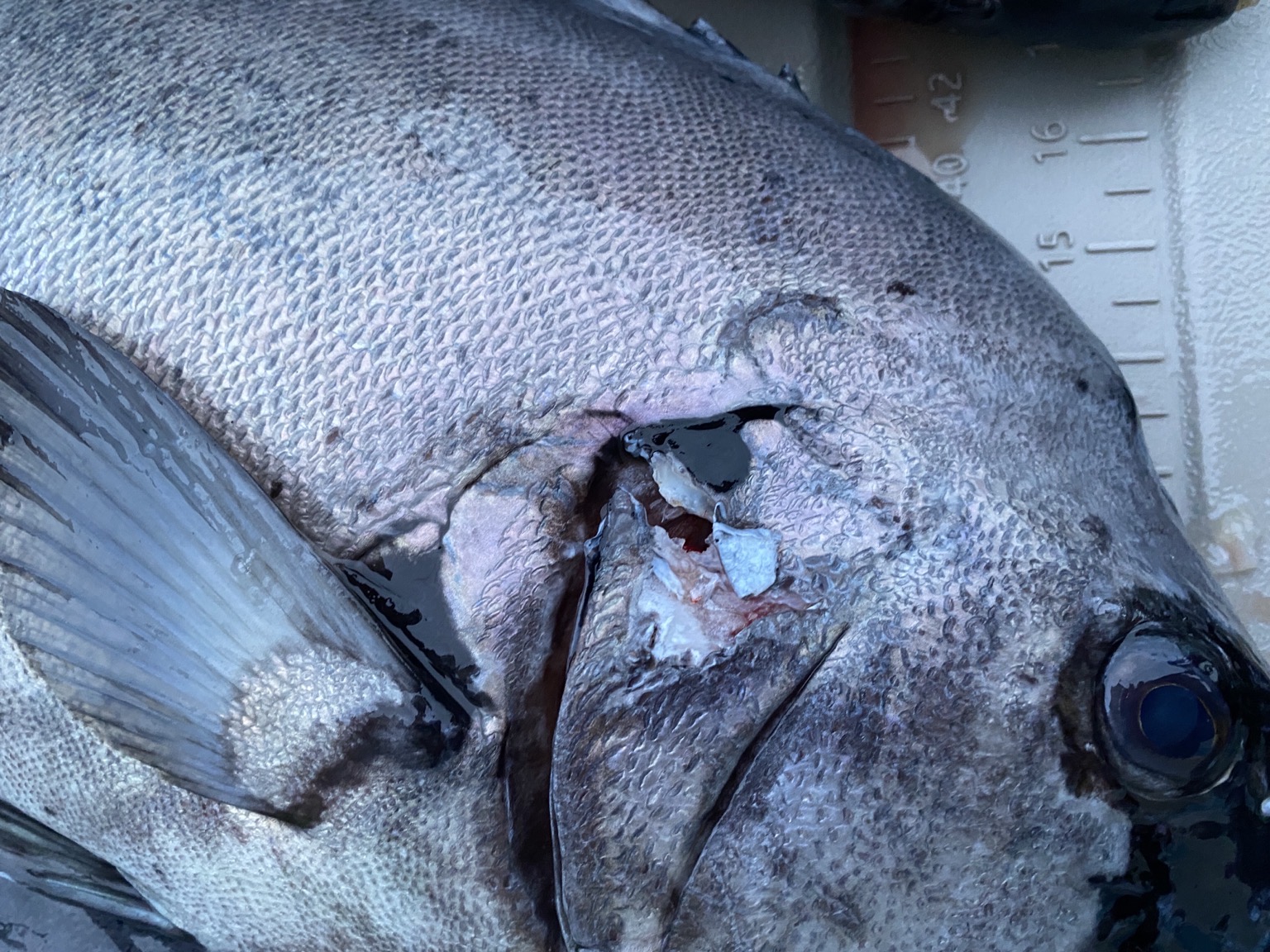 神経〆イシダイ3入約11.3kg(銛突)【業務用の鮮魚仕入れならウーオ】