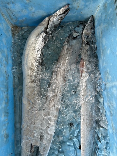 タチウオ3入約3.4kg(沿岸) | UUUO(ウーオ)