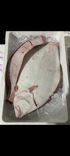 活〆ヒラメ6/8入約3kg(定置)【業務用の鮮魚仕入れならウーオ】