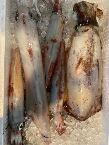 アオリイカ、マイカ入合い5入約3kg(定置)【業務用の鮮魚仕入れならウーオ】