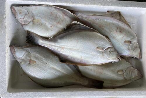 エテガレイ7-9入約3kg(底曳)【業務用の鮮魚仕入れならウーオ】