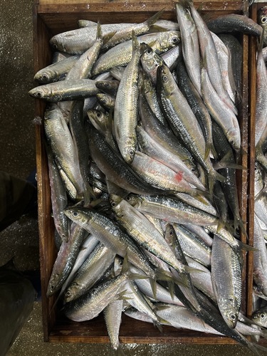 カタボシイワシ100g〜200g前後約7kg(定置)【業務用の鮮魚仕入れならウーオ】