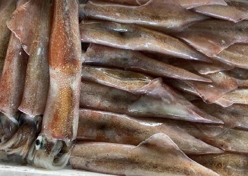 ヤリイカ5kバラ小約5kg(沿岸)【業務用の鮮魚仕入れならウーオ】