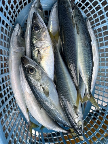 マサバ6k15入前後15入約6kg(定置)【業務用の鮮魚仕入れならウーオ】