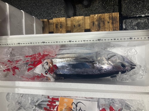 カツオ3/4k1入約3kg(沿岸)【業務用の鮮魚仕入れならウーオ】