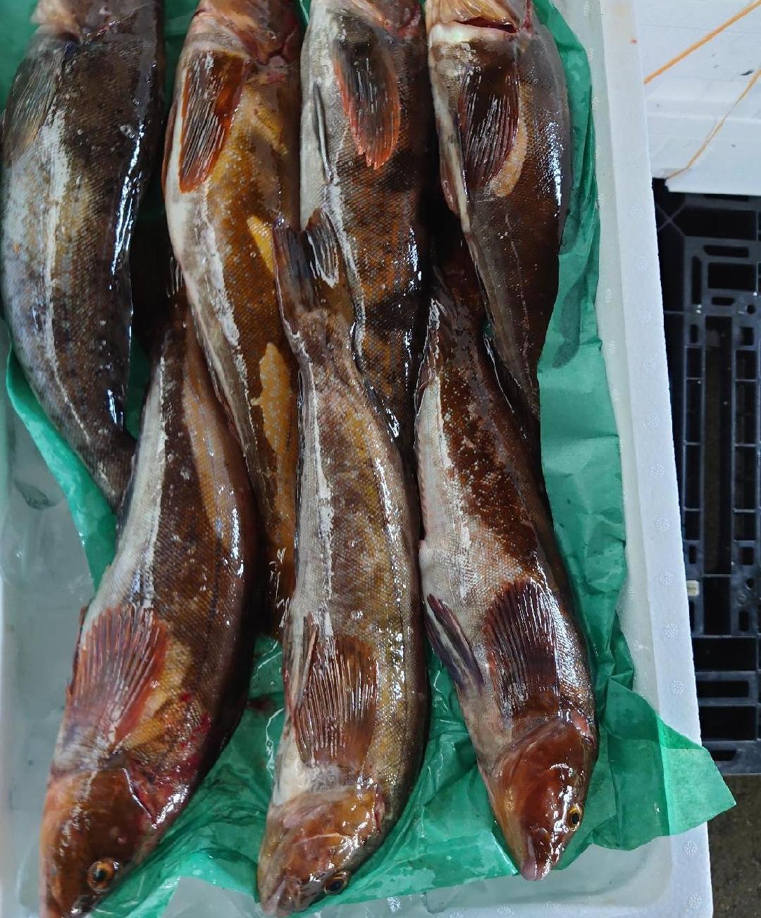 アイナメ3/4入2.6/3k約2.6kg(沿岸)【業務用の鮮魚仕入れならウーオ】