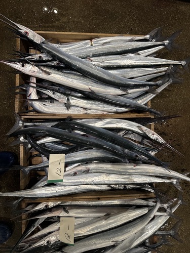 ダツ5入約7.8kg(定置)【業務用の鮮魚仕入れならウーオ】