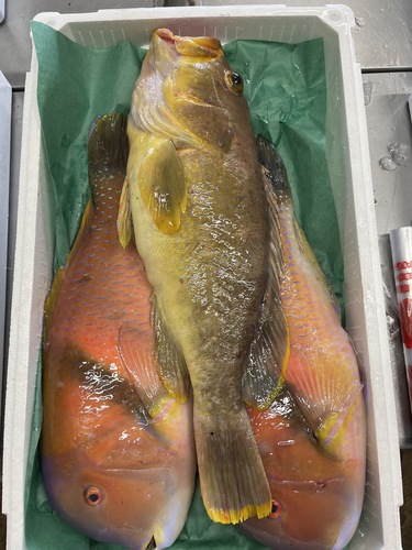 鮮魚BOX約5.5kg(釣) | UUUO(ウーオ)