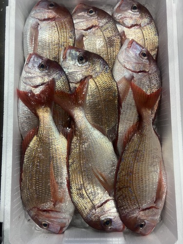 チダイ(定置)【業務用の鮮魚仕入れならウーオ】