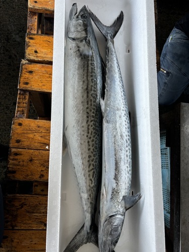 サワラ4-5k台2入約4.5kg(定置)【業務用の鮮魚仕入れならウーオ】
