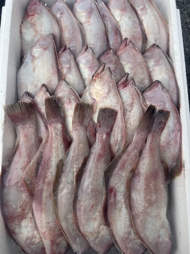 アカガレイ23/24尾23入約5kg(底曳)【業務用の鮮魚仕入れならウーオ】