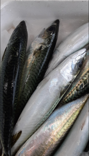 マサバ8入約4.5kg(沿岸) | UUUO(ウーオ)