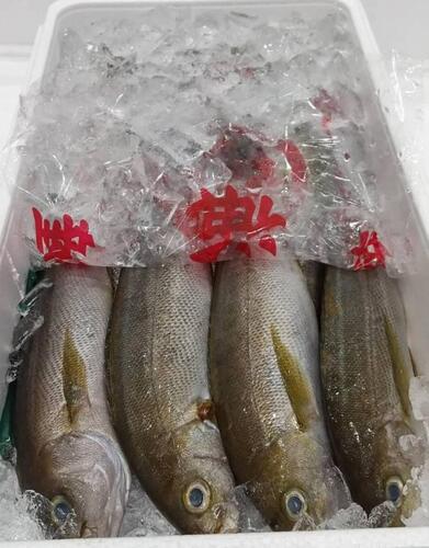イサキ11－13入13入約3kg【業務用の鮮魚仕入れならウーオ】