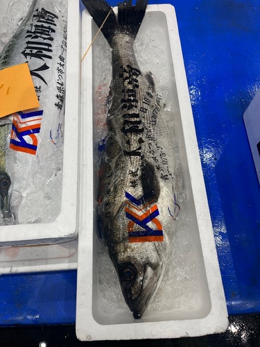 スズキ3/5k1入約3kg(釣)【業務用の鮮魚仕入れならウーオ】