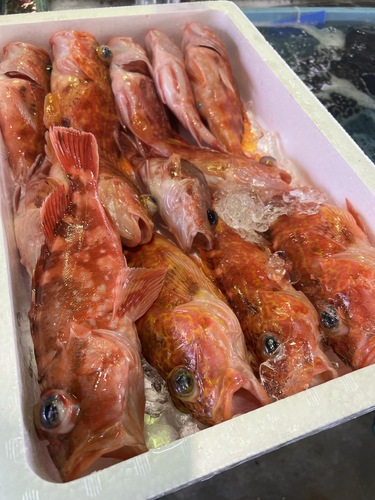 カサゴ13入約2.6kg(釣)【業務用の鮮魚仕入れならウーオ】