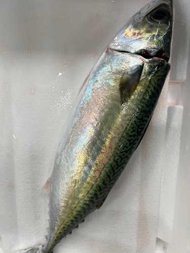 神経〆マサバ2入約1.6kg(釣)【業務用の鮮魚仕入れならウーオ】