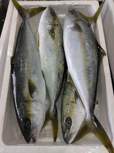 ヒラマサ4入5.3～5.84入約5.3kg(定置) | UUUO(ウーオ)