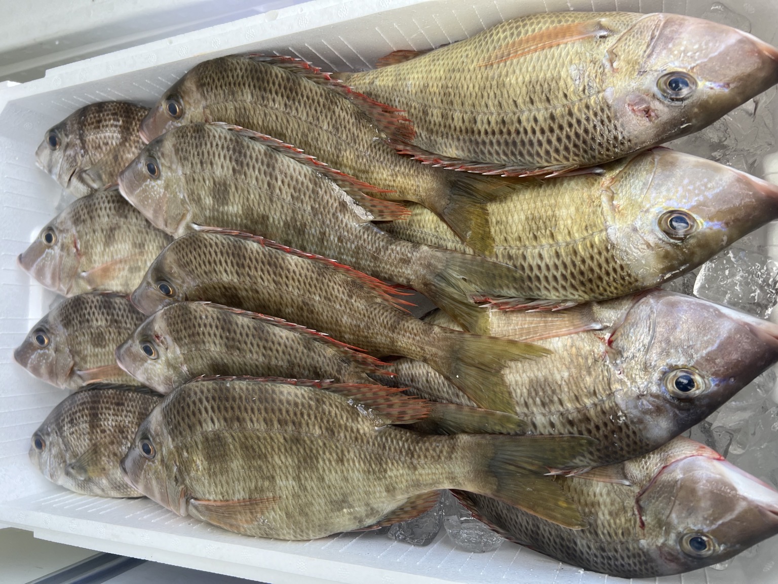 フエフキダイ13入約5.1kg(定置)【業務用の鮮魚仕入れならウーオ】