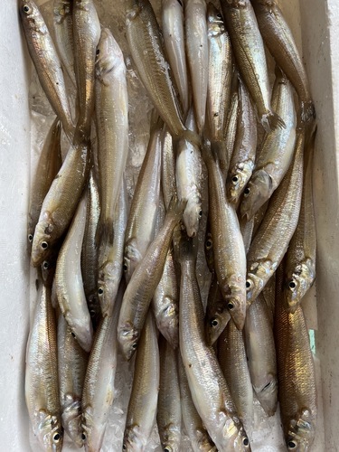 シロギス40入約1.8kg(釣)【業務用の鮮魚仕入れならウーオ】