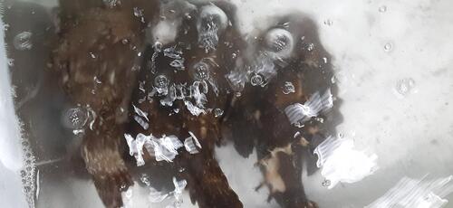 活〆オコゼ12入約2.9kg(底曳)【業務用の鮮魚仕入れならウーオ】