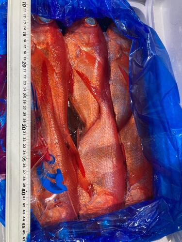 キンメダイ約5.5k3入約5.5kg(沿岸)【業務用の鮮魚仕入れならウーオ】