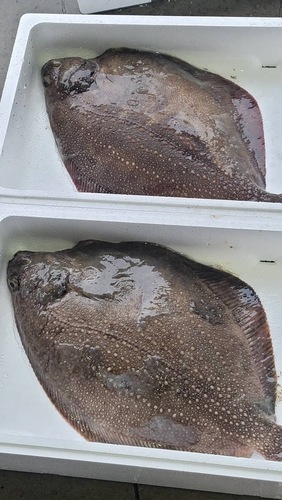 サメガレイ(底曳)【業務用の鮮魚仕入れならウーオ】