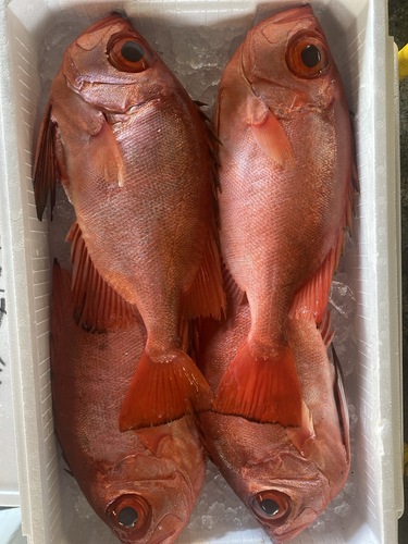 チカメキントキ(釣)【業務用の鮮魚仕入れならウーオ】