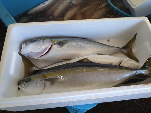 神経〆ワラサ4入10-11k約10kg(巻網)【業務用の鮮魚仕入れならウーオ】