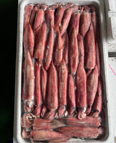 ケンサキイカ冷凍・2段半18入約4kg(釣)【業務用の鮮魚仕入れならウーオ】