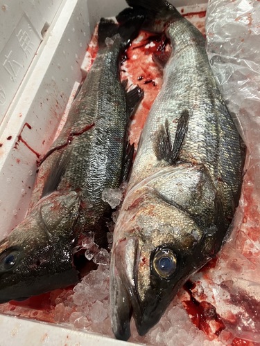 活〆スズキ2入約3.9kg【業務用の鮮魚仕入れならウーオ】