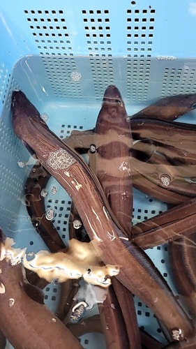 クロアナゴ | UUUO(ウーオ)