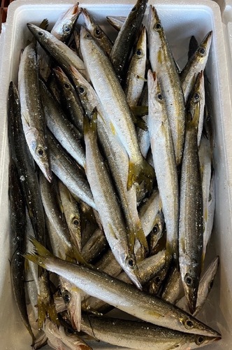 カマス15/20尾約5kg(底曳)【業務用の鮮魚仕入れならウーオ】