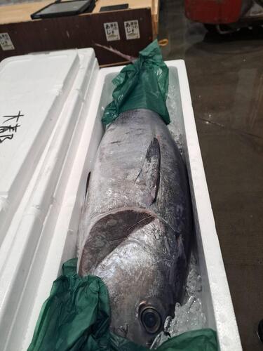 メジマグロ5/6k1入約5kg(定置)【業務用の鮮魚仕入れならウーオ】