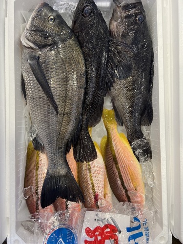 鮮魚BOX約4.7kg(定置)【業務用の鮮魚仕入れならウーオ】
