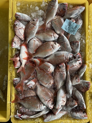 チダイ5キロ18〜19尾18入約5kg(定置)【業務用の鮮魚仕入れならウーオ】