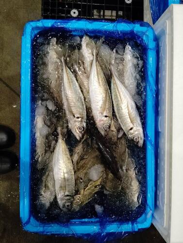 マアジ21〜22入 約5kg(沿岸)【業務用の鮮魚仕入れならウーオ】