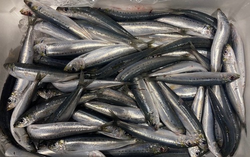 小羽イワシ20/30g約3k約3kg(巻網)【業務用の鮮魚仕入れならウーオ】