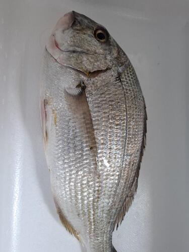 ヘダイ1.3～1.7k6入約9kg(底曳)【業務用の鮮魚仕入れならウーオ】