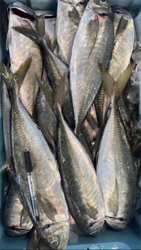 真アジ5/7入約3kg【業務用の鮮魚仕入れならウーオ】